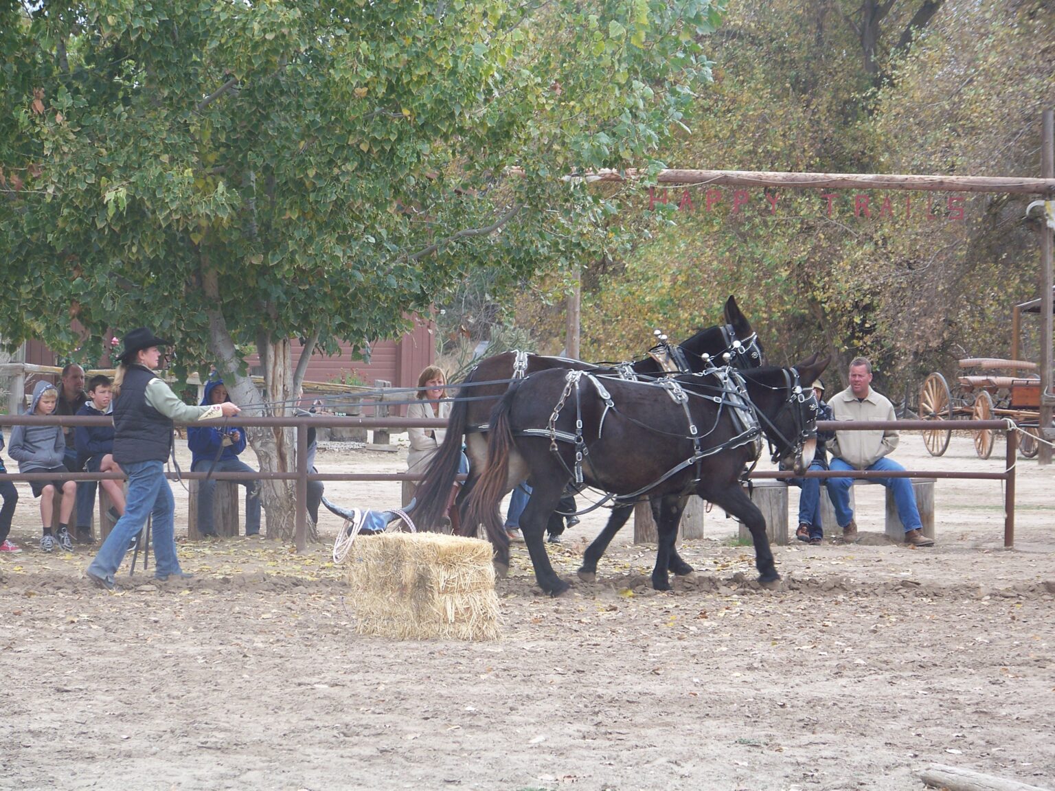 DRIVING HORSES | Harris Stage Lines in Paso Robles California